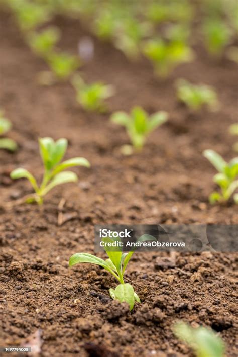 마티올라 잉카나 정원 침대에 심은 스톡 꽃 묘목 감기에 강건한 연간 컷 꽃 향기로운 주식 꽃 식물에 대한 스톡 사진 및 기타 이미지 Istock