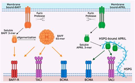 Transmembrane Activator And Caml Interactor Protein Semantic Scholar