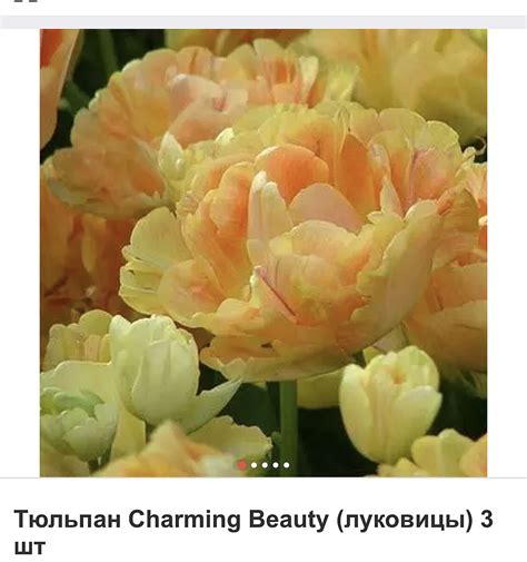 Сорт тюльпана в Добропарку - Советчица