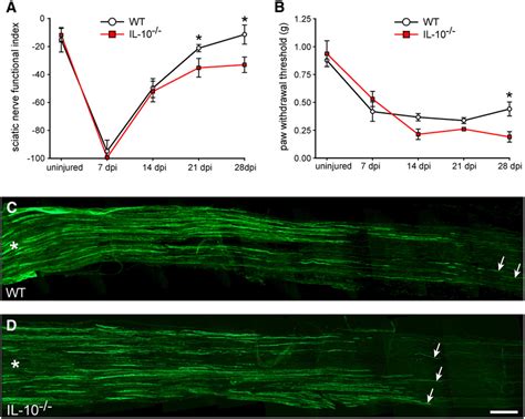Recovery Of Motor And Sensory Function And Axon Regeneration A Graph Download Scientific