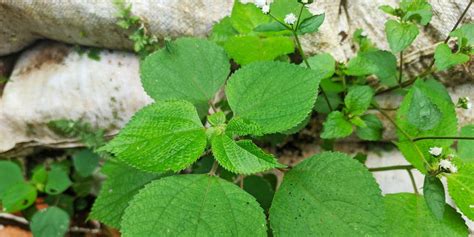 A Deadly Encounter The Menacing Gympie Gympie Tree