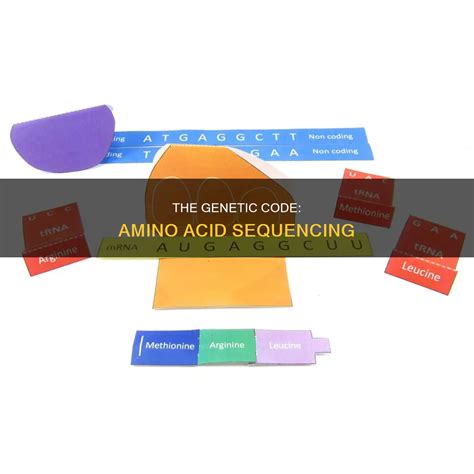 the genetic code amino acid sequencing medshun