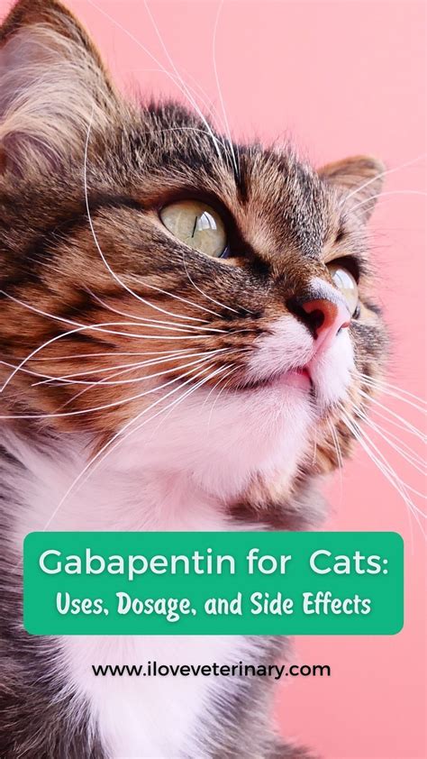 Gabapentin For Cats Uses Dosage And Side Effects Artofit