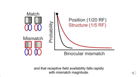 Binocular Receptive Fields In Visual Cortex Youtube