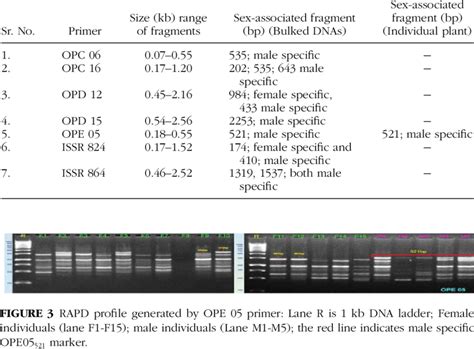 Amplification Product Profile Of Primers That Amplify Differential Sex