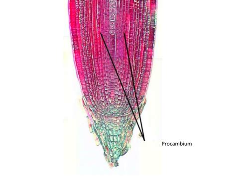 Ppt Growth In Plants Powerpoint Presentation Free Download Id 2181964