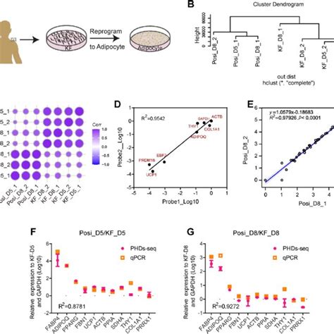 Systematic Evaluation Of Phds Seq A Schematic Diagram For Kf Adipocyte