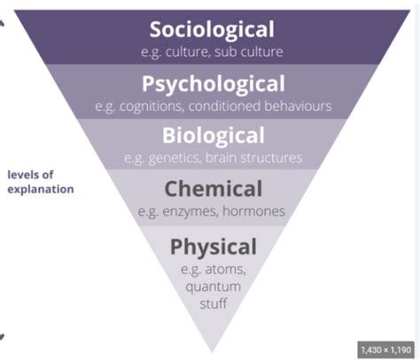 Reductionism Vs Holism Flashcards Quizlet