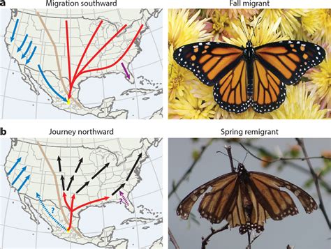 Monarch Butterfly Migration Map