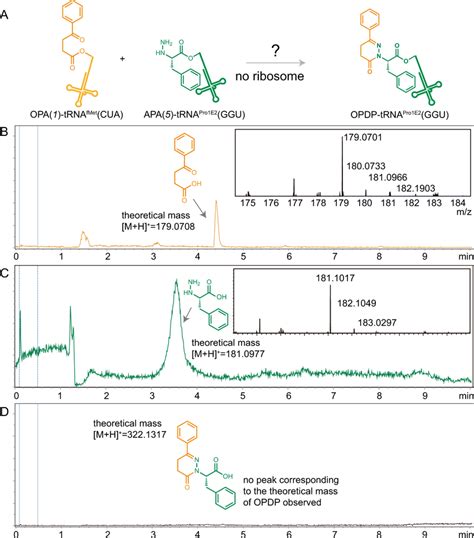 The Ribosome Is Required For Pyridazinone Formation Under In Vitro