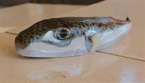 Turquía Le Declara La Guerra Al Tóxico Pez Globo Infobae