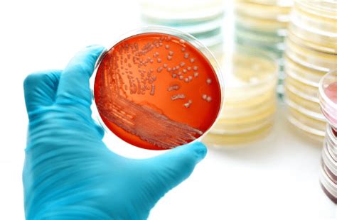 Bacteria Preservation Freezing Storage