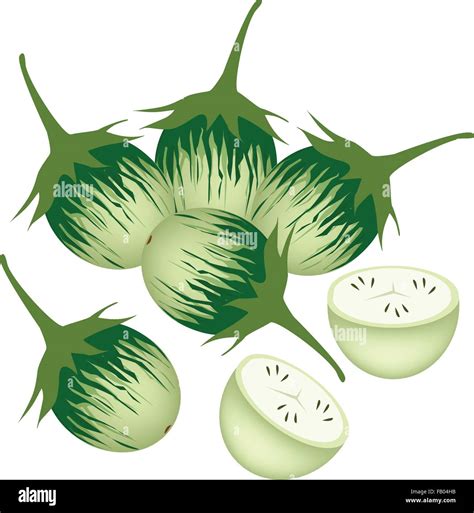 Vegetable Vector Illustration Of Long And Slices Fresh Cockroach Berry