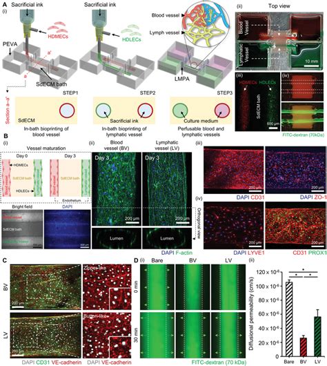 Engineering In Vitro Human Bv And Lv Ai Schematic Of In‐bath Coaxial Download Scientific