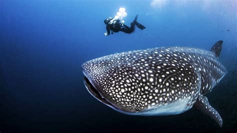 Whale Shark See The Oceans Biggest Shark