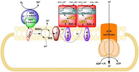 Putative Representation Of Electron Transfer Chain With H2 As Electron Download Scientific