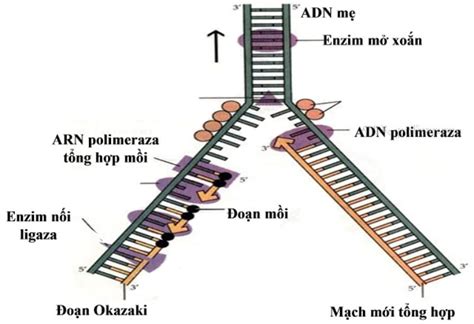 Top Hơn 61 Về Mô Hình Cấu Trúc Một đoạn Adn Vn