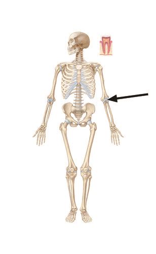 Joints LAB Flashcards Quizlet