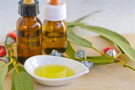 China Eucalyptus Leaf Extract Suppliers Manufacturers Factory