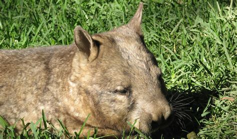 Northern Hairy Nosed Wombat Facts Distribution And Population Biodb