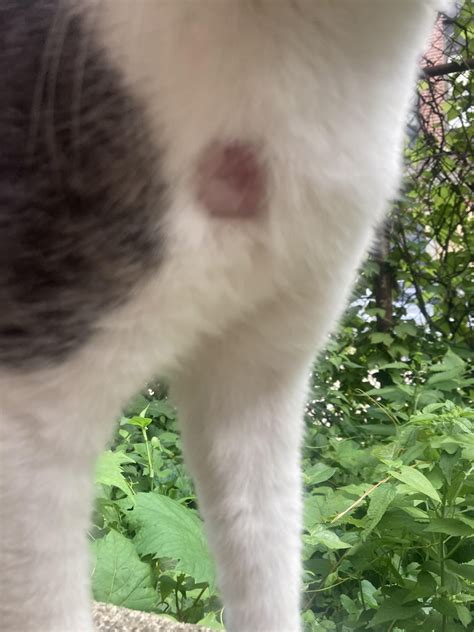 How Have You Treated Ringworm In Your Ferals Pretty Sure My Dude Teddy Has It Rferalcats
