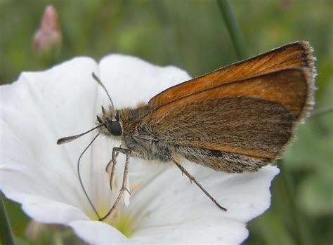 Butterfly Pictures Essex Skipper Thymelicus Lineola