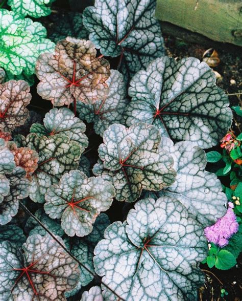 Гейхера посадка и уход фото [Советы садоводов] 2019