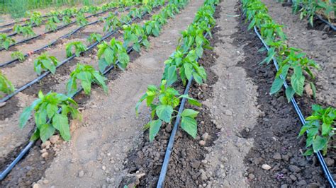 Innovative Uses For Rainwater Harvesting Ibc Totes