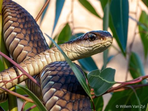 Female Boomslang Dispholidus Typus From Duynefontein South Africa A