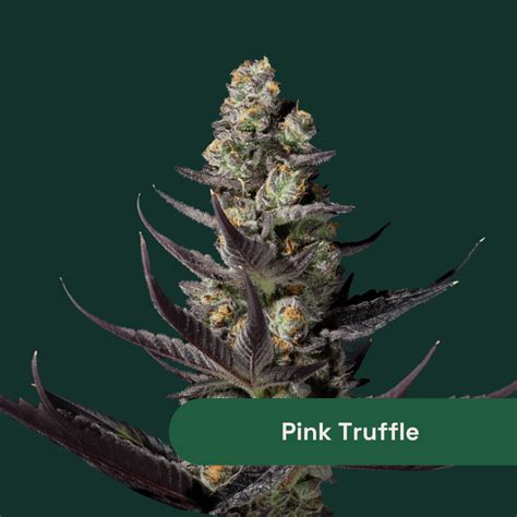Explore The Botanist Pink Truffle Cannabis Strain By The Botanist