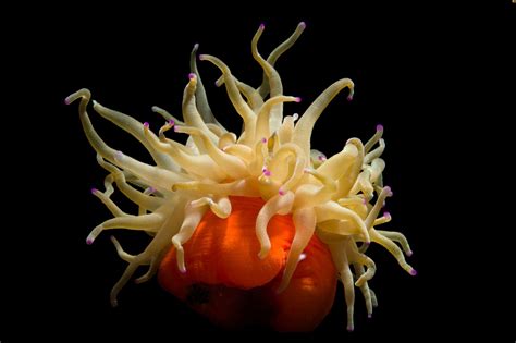 13 Facts About Phylum Cnidaria