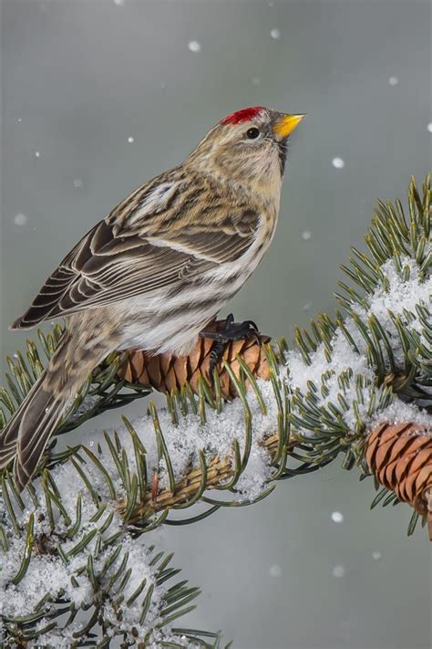 배경 화면 참새 전나무 나뭇 가지 눈 1920x1200 그림 이미지