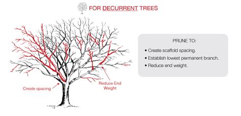 Proper Pruning Techniques For Your Trees A Plus Tree