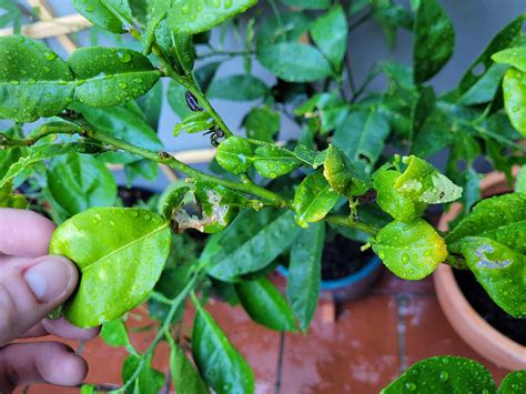 After Scale Mealybugs And Aphids What Do I Have Now R