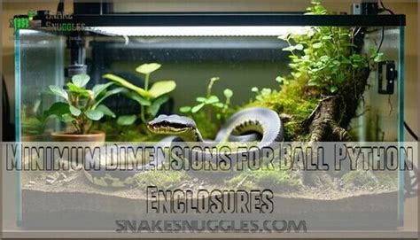 Ball Python Tank Size Essential Guide For Every Life Stage