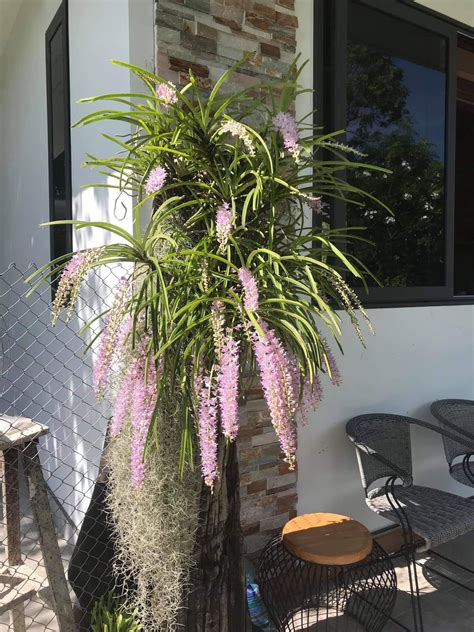 စံုေတာျမိဳင္ ေဒသသစ္ခြေလးမ်ား