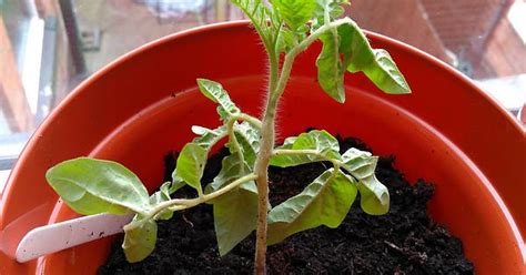 help a couple of my tomato plants have started to shrivel up i m not
