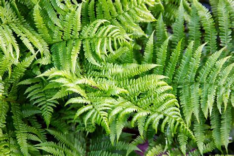Ferns For Pots In Full Sun Outdoors 11 Excellent Ideas For Your