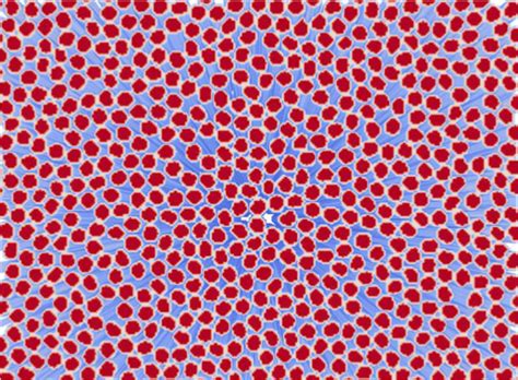 image based meshing of the microstructure showing a perspective view of