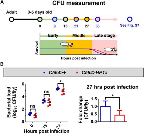 Increased Fat Body Heterochromatin Formation Reduces The Bacterial