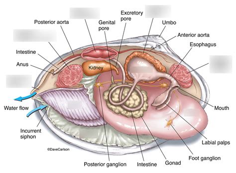 Clam Anatomy Diagram Quizlet