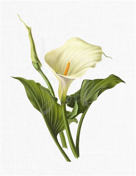Flower Clipart Calla Lily Digital Download Etsy