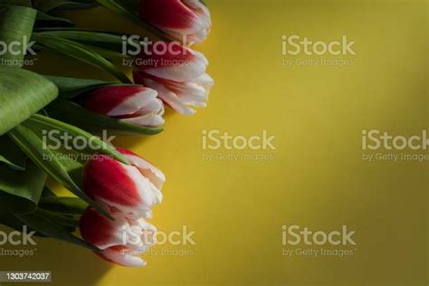 분홍색과 흰색 튤립 플랫의 꽃다발은 노란색 배경에 누워 0명에 대한 스톡 사진 및 기타 이미지 0명 3월 결혼식 Istock