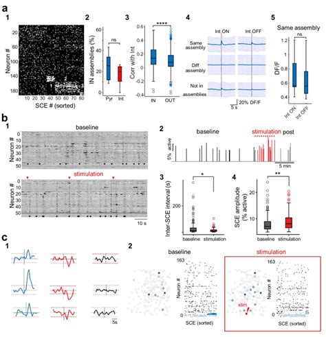 Interneurons Influence Sces And Pyramidal Cell Assemblies A1 Raster