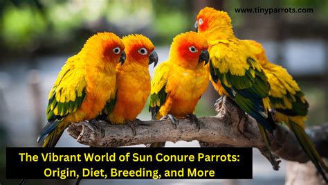 Sun Conure Parrots Origin Diet Breeding And More Tiny Parrots