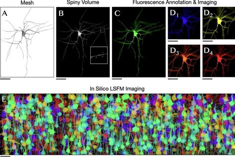 Creating Annotated Volumetric Tissue Models For In Silico Imaging A