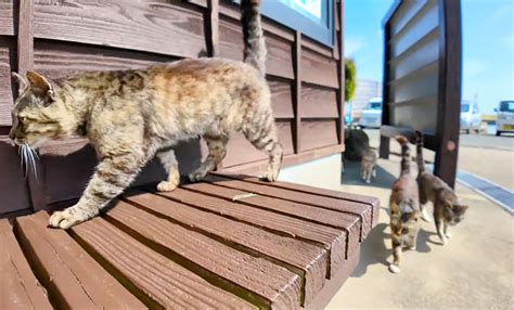 猫島に着いて船を降りると、大勢の猫達が出迎えてくれて楽しい ´ω`♪ エウレカねこ部
