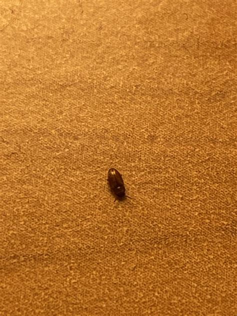 What Is This Tiny Smooth Shelled Bug Found In A Bedroom In Barcelona R Whatisthisbug
