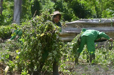 kelompok tani di aceh besar kembangkan tanaman nilam