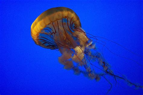 Jellyfish | The Biggest Animals Kingdom